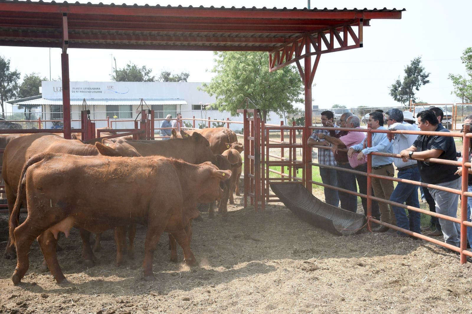 Tamaulipas fortalece su sector ganadero con la reactivación del Centro de Mejoramiento Genético ...